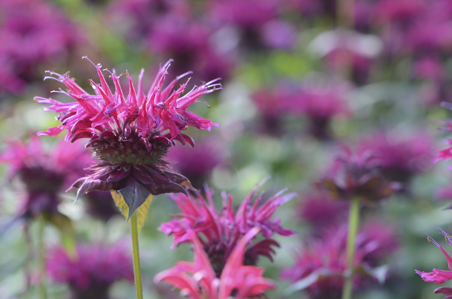 NEW Beebalm Bee Balm Color RED / Scarlet SEEDS Heirloom - Etsy