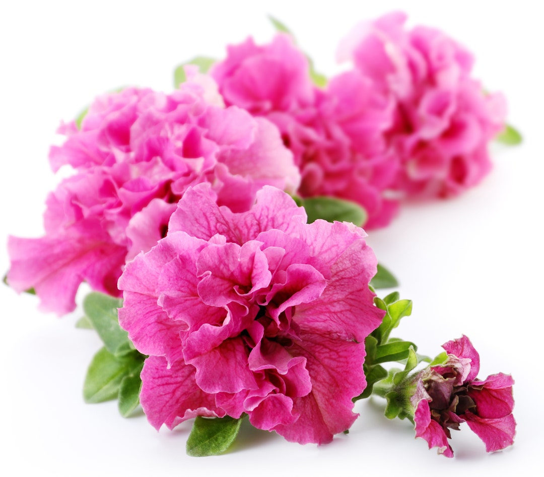 New Petunia Seeds pink Flamingo Double Blooms Lovely Cottage Garden ...