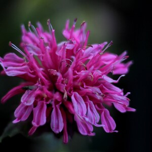 Dwarf Bee Balm Monarda Bergamo SEEDS - Rose-purple Blooms ...