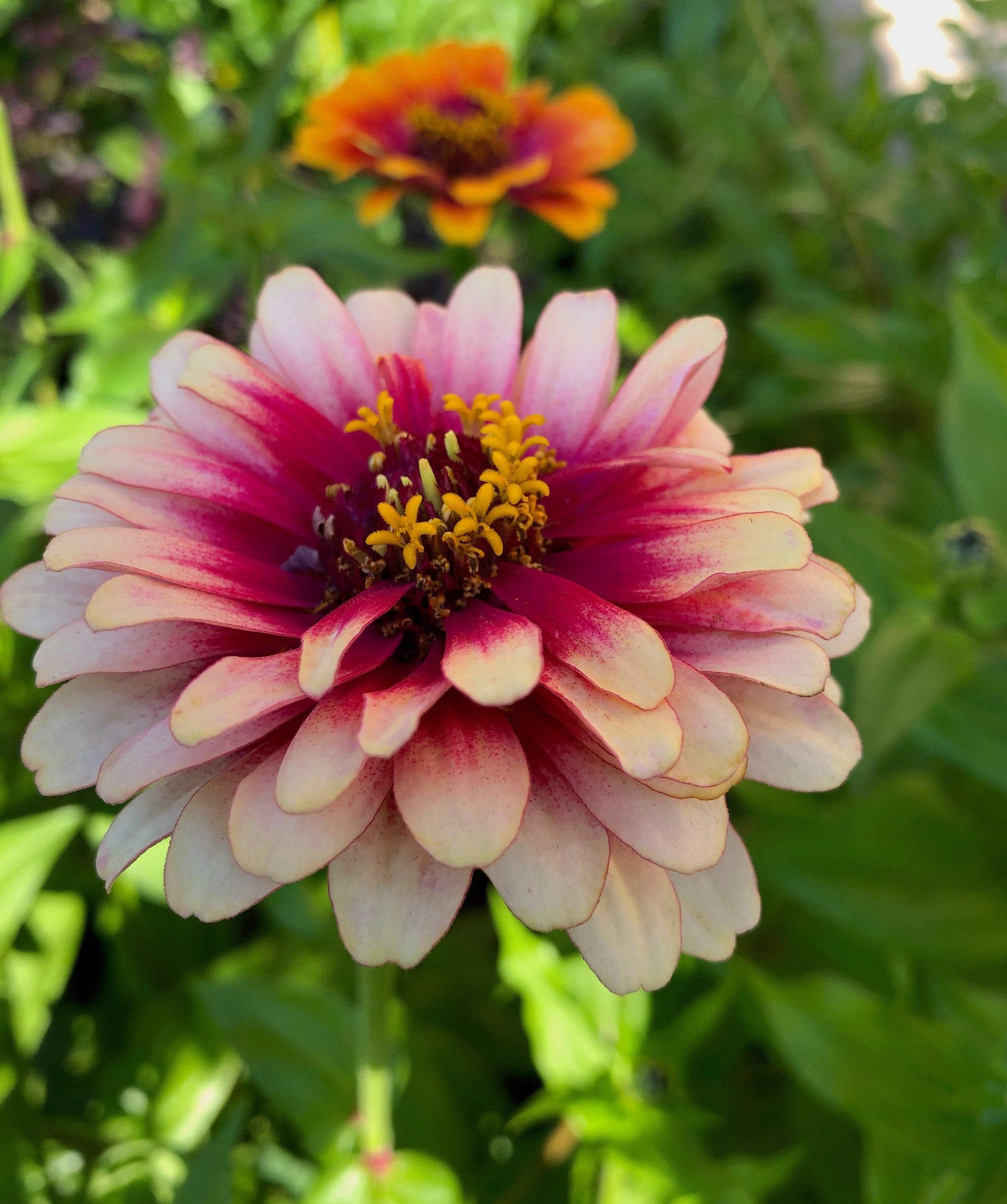 Zinnia Seeds Candy Cane 3 Mazurkia Style Blooms | Etsy