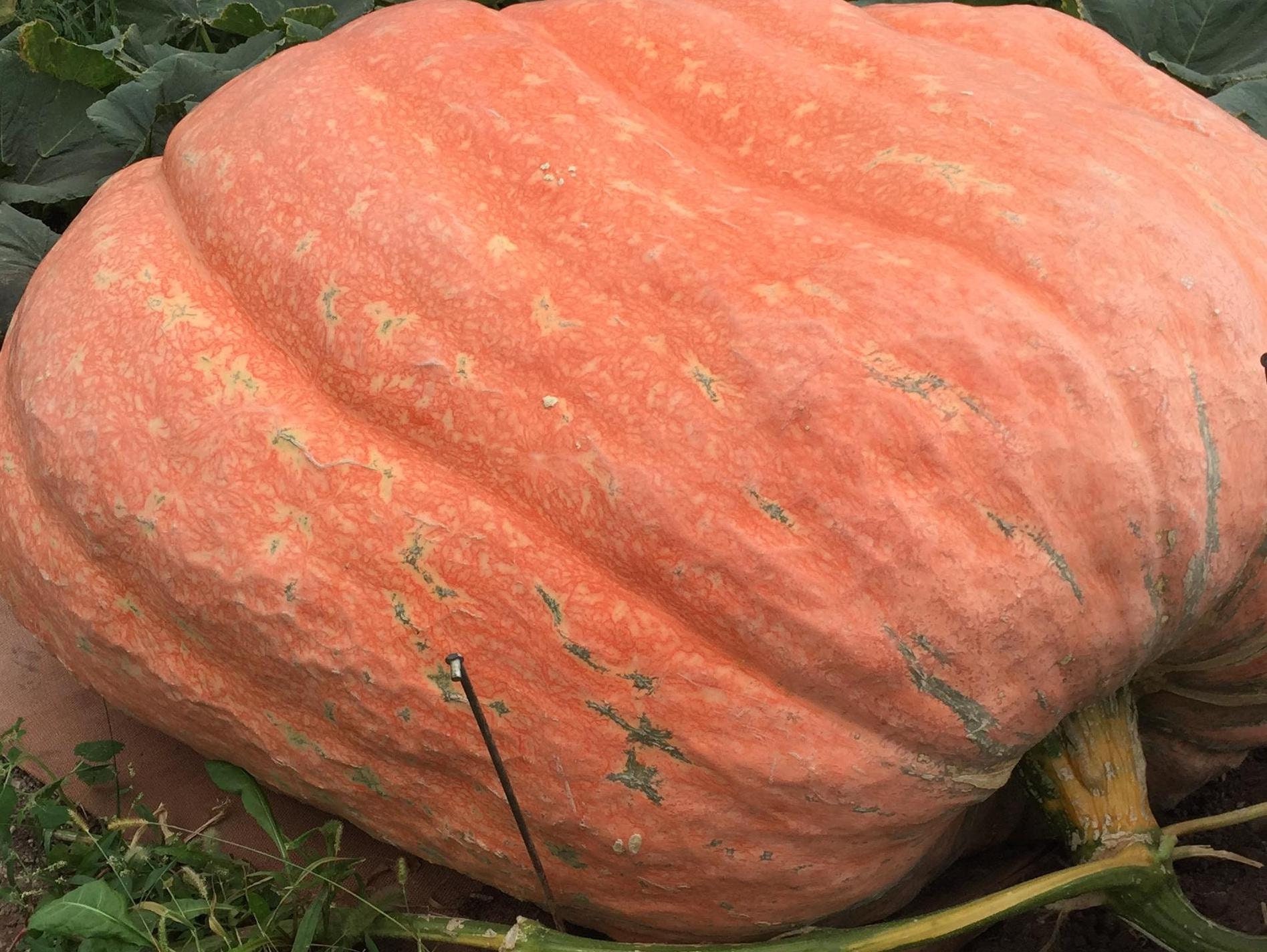 Fun Mystery Monster Pumpkin Megamix Show Prize Winners Seeds - 8 Seeds ...