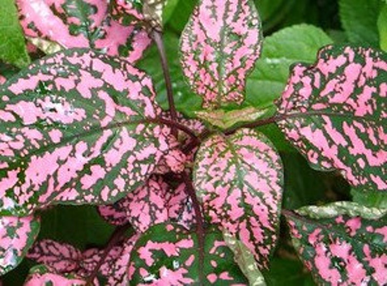 Hypoestes Phyllostachya Splash Select PINK SEEDS Stunning - Etsy