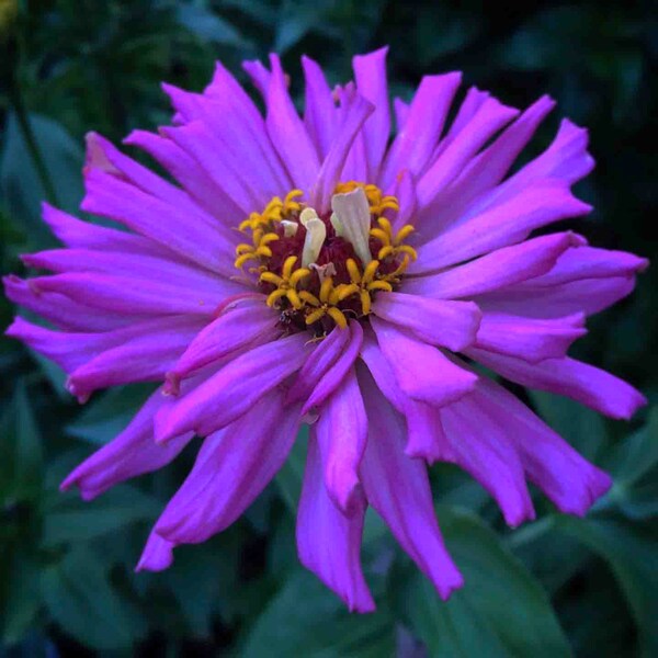 Rare Zinnia Seeds - Etsy