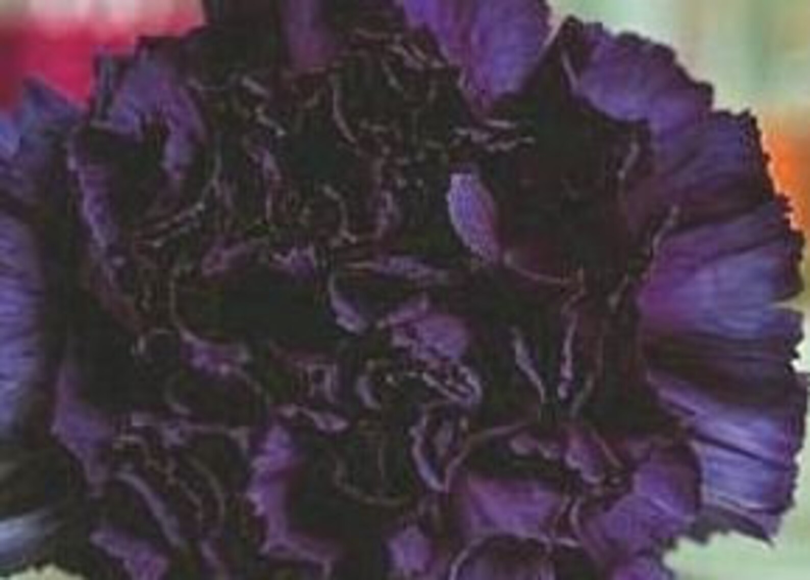 Stunning black Velvet Carnation Grenadin King of | Etsy