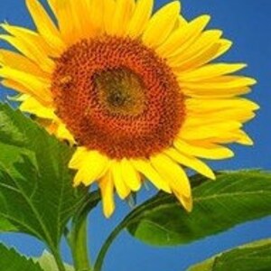New DWARF Sunflowers -- SEEDS -- Sunspot Compact Sunflower Cottage ...