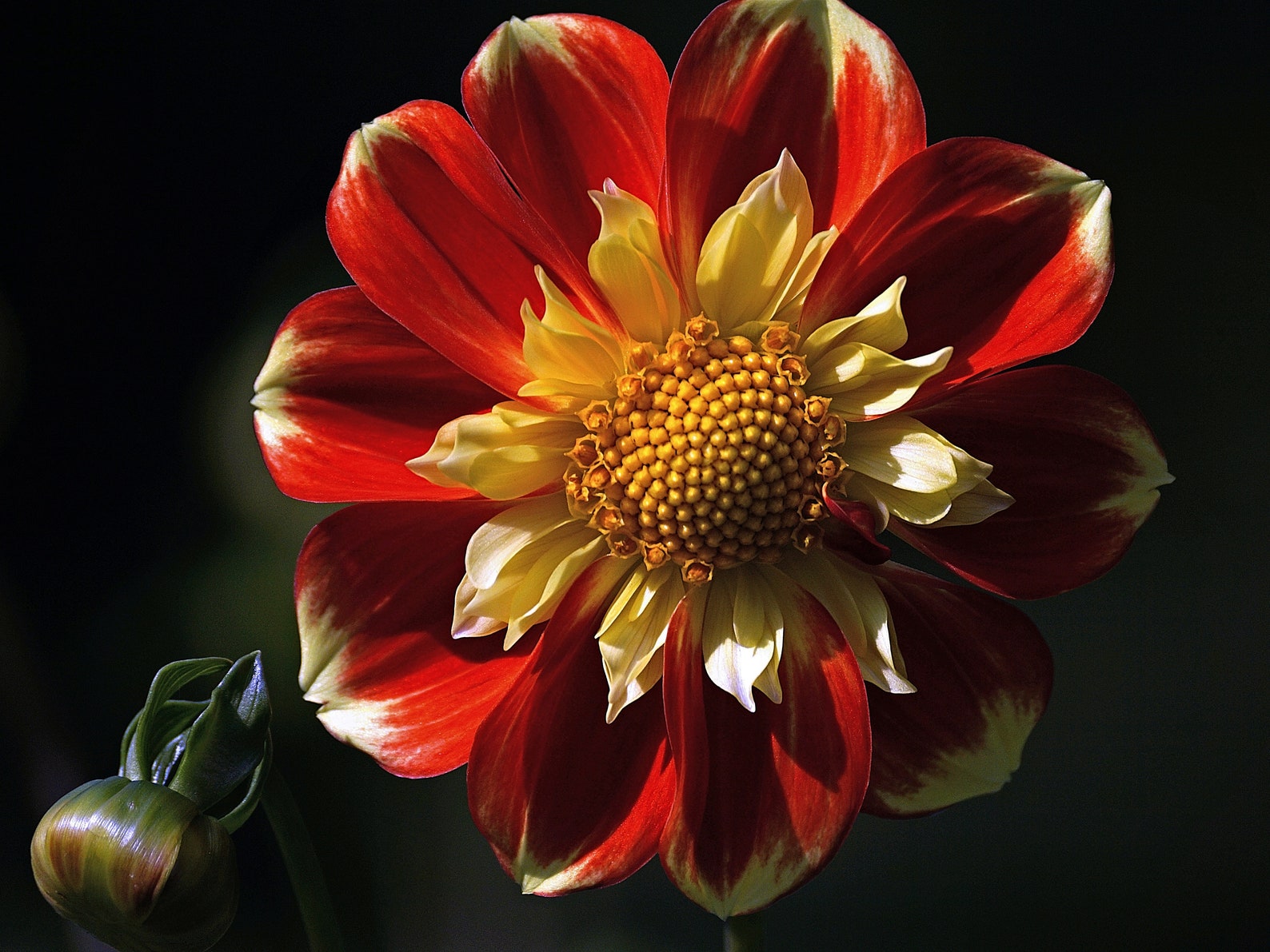 Dahlia Mix Seeds! "candy Dandy" Collarette -- Dwarf Plants Double ...