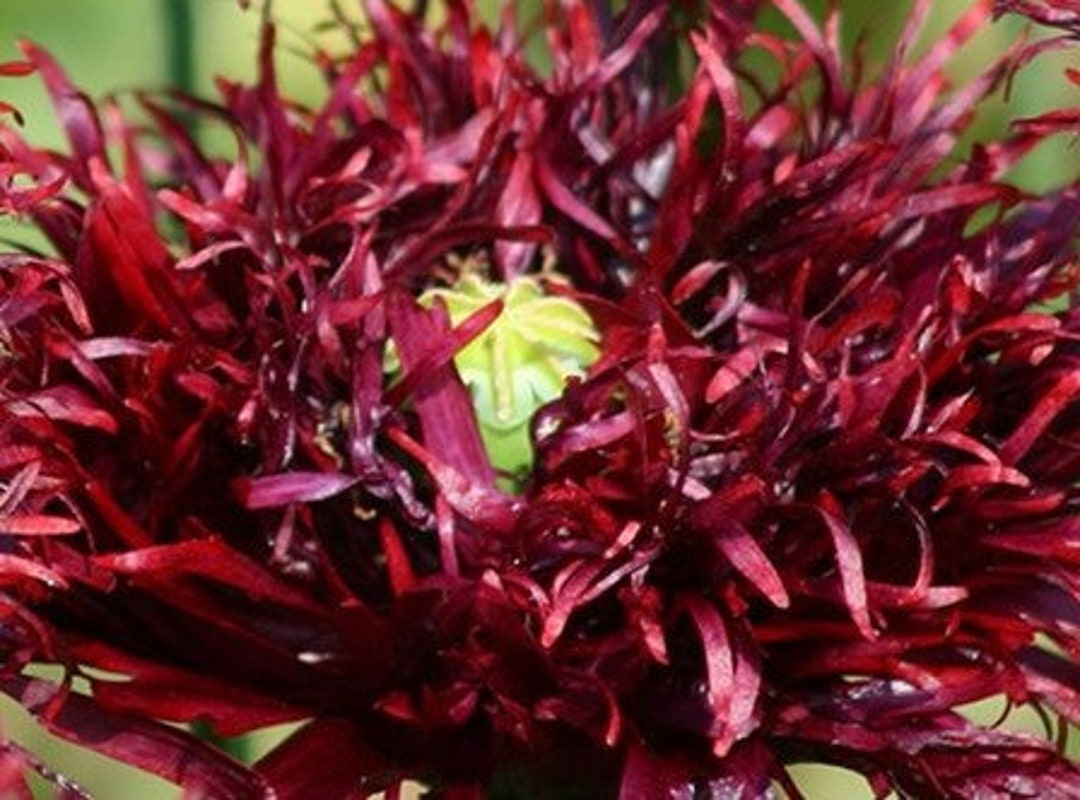 Double Poppy **seeds** - Black Cherry (peony Style Look) – (30 Seeds ...