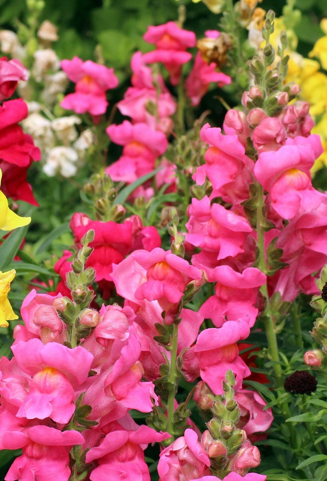Stunning Pink Snapdragon SEEDS -- "pink Flamingo" -- Vibrant PINK ...