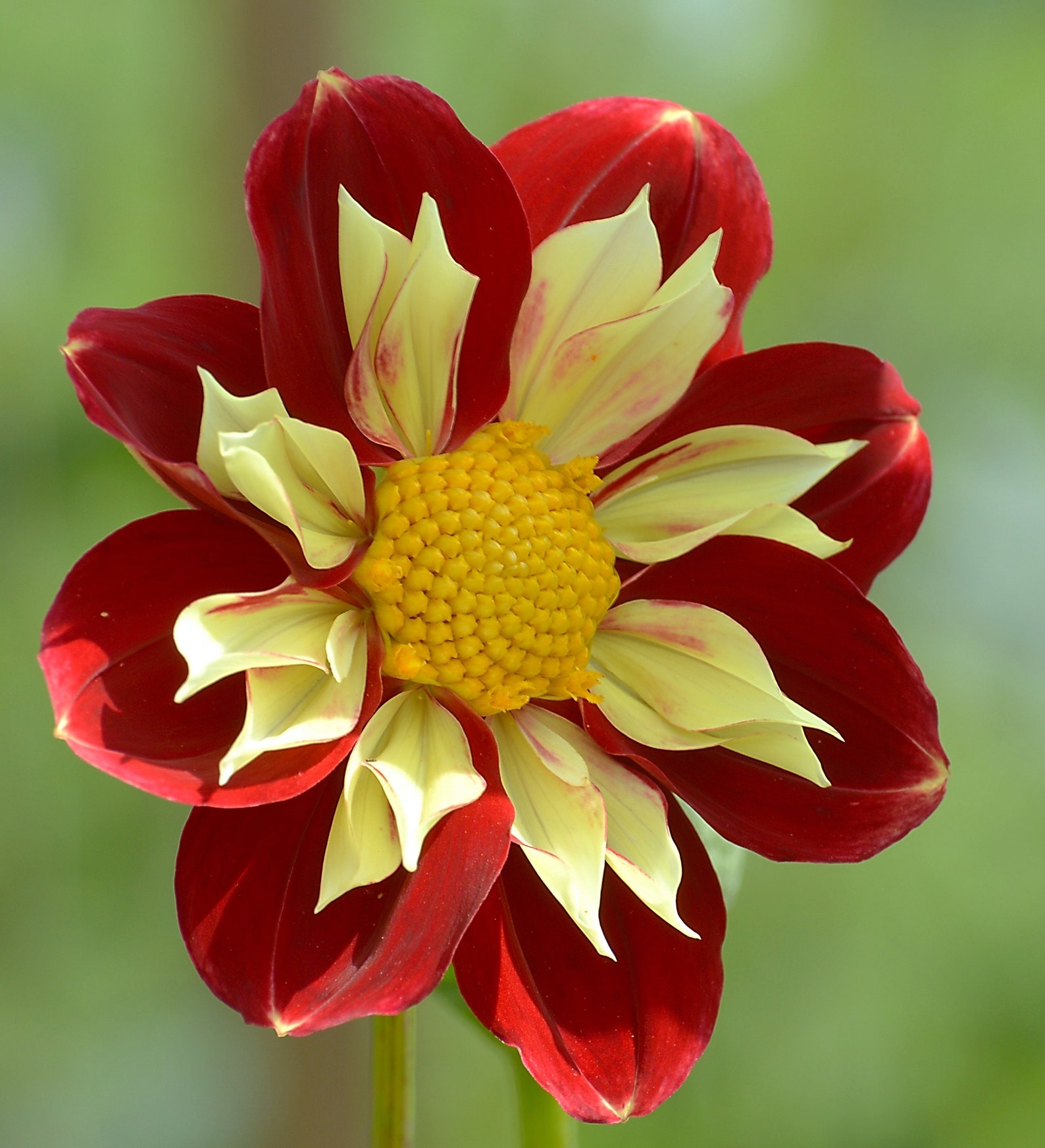 Dahlia Mix Seeds! "candy Dandy" Collarette -- Dwarf Plants Double ...