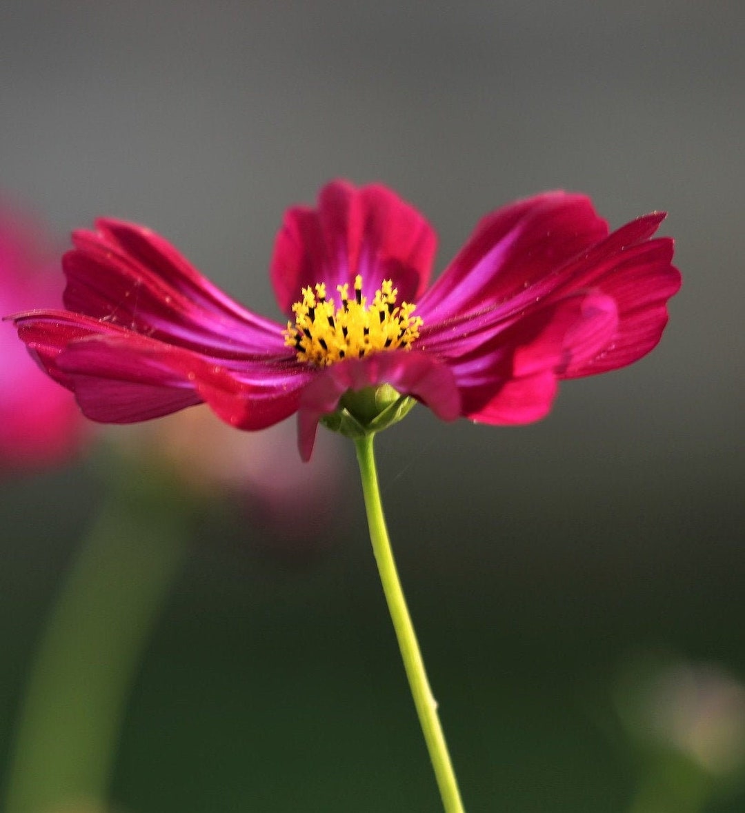 Bright Red COSMOS Seeds "red Velvet" (tall Version) -- Cosmos ...