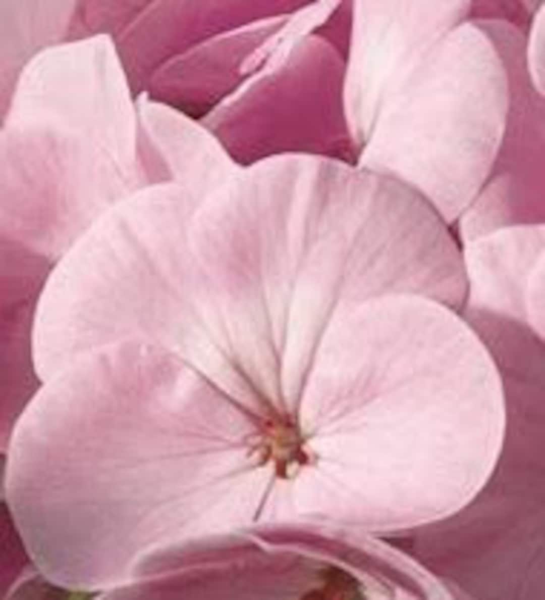 New Breathtaking Pale PINK Geranium SEEDS Fast FREE Shipping 10 Seeds ...