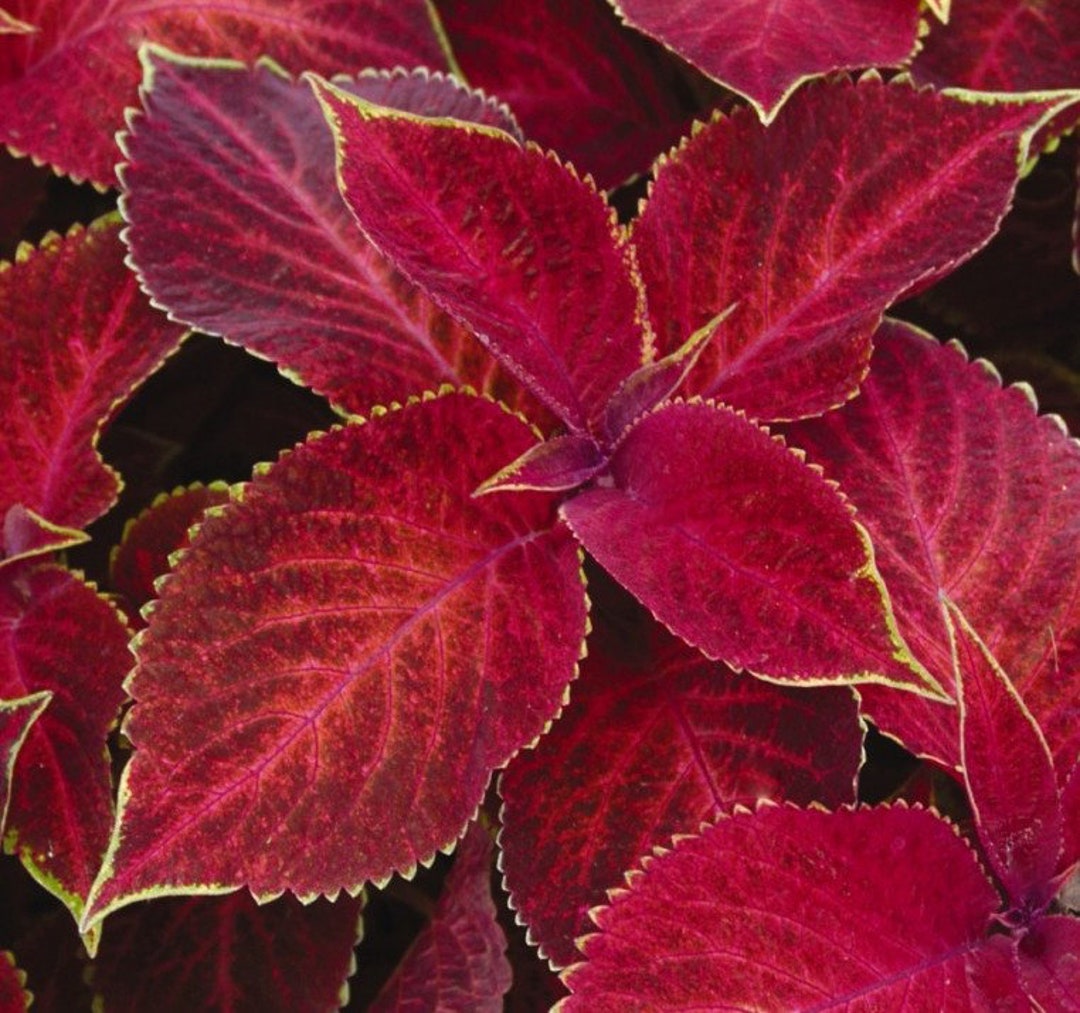 Vibrant Velvet Red Coleus Seeds -- (9 Seeds) Lush Red Leaves -- Fast ...