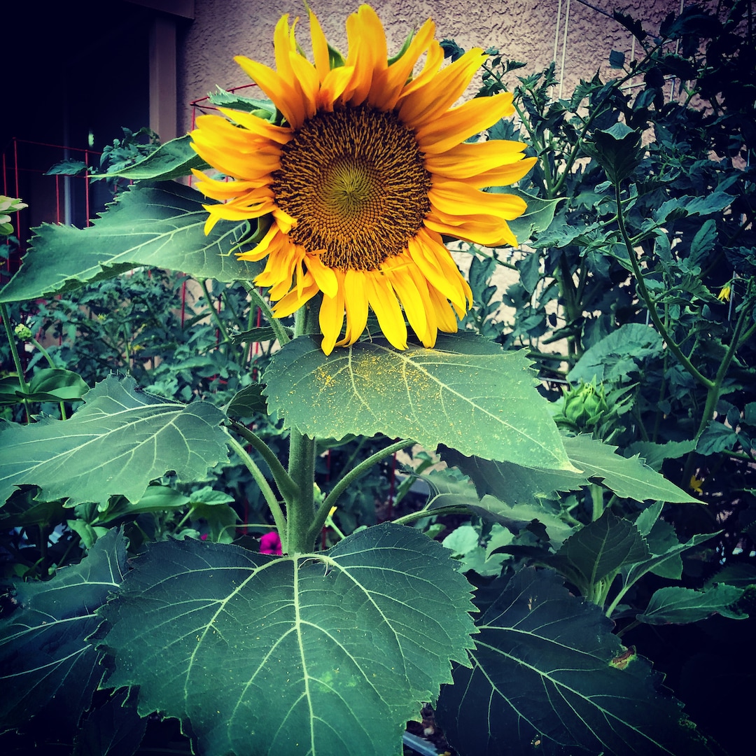 New DWARF Sunflowers -- SEEDS -- Sunspot Compact Sunflower Cottage ...