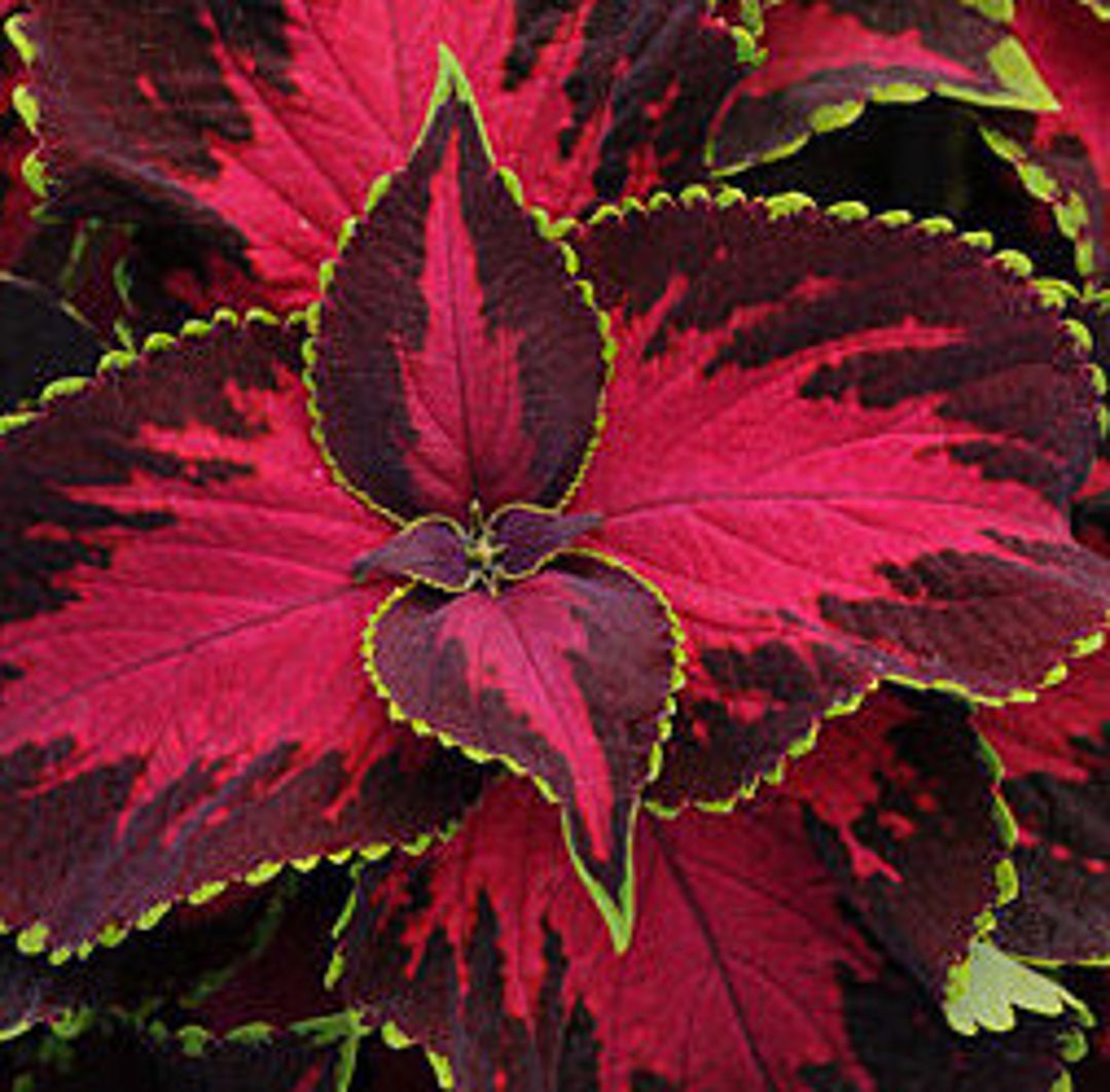 Stunning Coleus Seeds -- Chocolate Covered Cherry Variety -- (9 Seeds ...