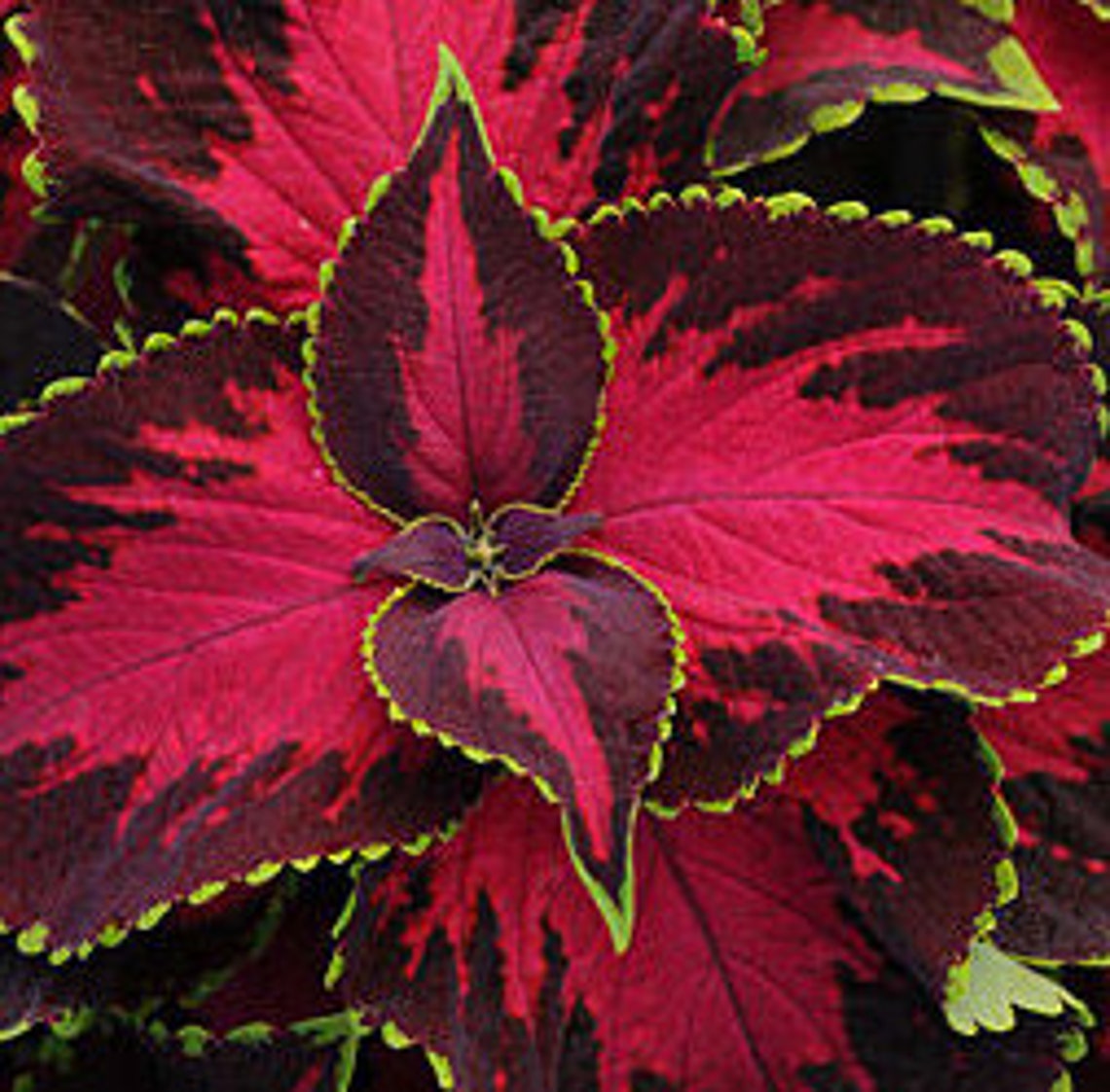 Stunning Coleus Seeds Chocolate Covered Cherry Variety - Etsy
