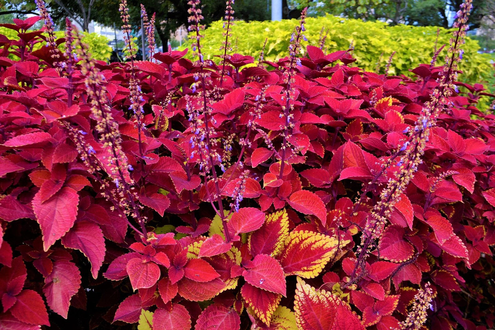 Fun New MYSTERY MEGAMIX Coleus Seeds Fast Free Shipping US | Etsy