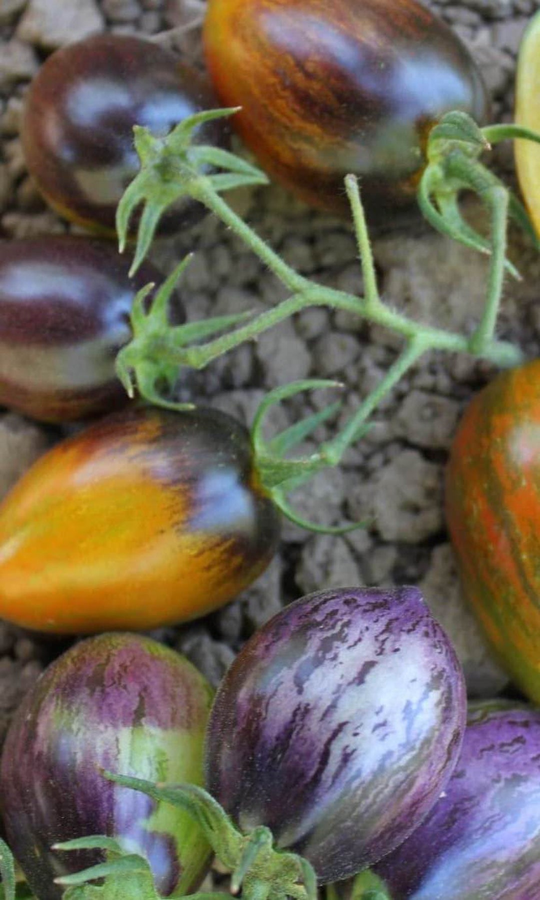 Atomic Grape Cherry Tomato ****SEEDS****: Heirloom Variety - Etsy