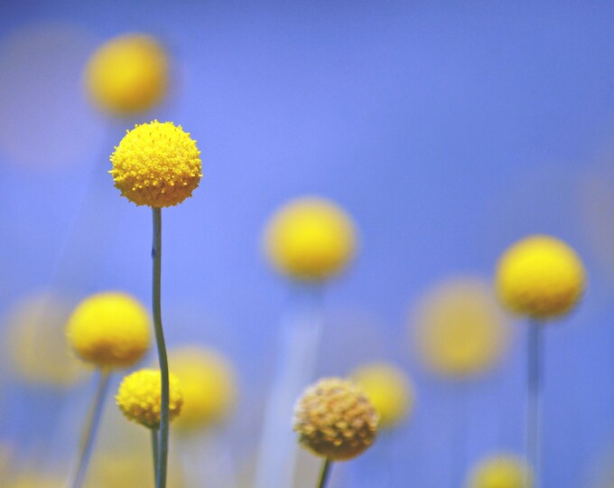 Craspedia Globosa Seeds: Billy Buttons, Drumstick Flowers (100 Seeds ...