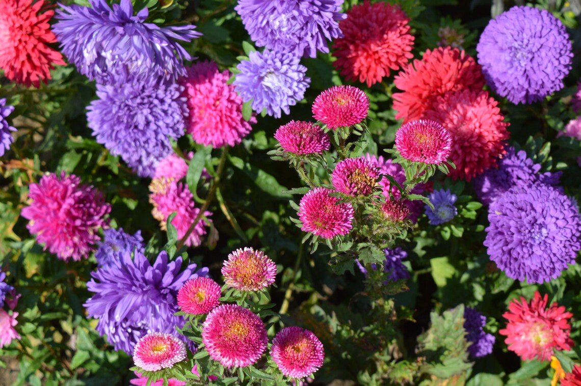 New Aster Seeds DOUBLE POWDER PUFF Mix Double Chrysanthemum - Etsy