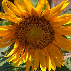 New DWARF Sunflowers -- SEEDS -- Sunspot Compact Sunflower Cottage ...