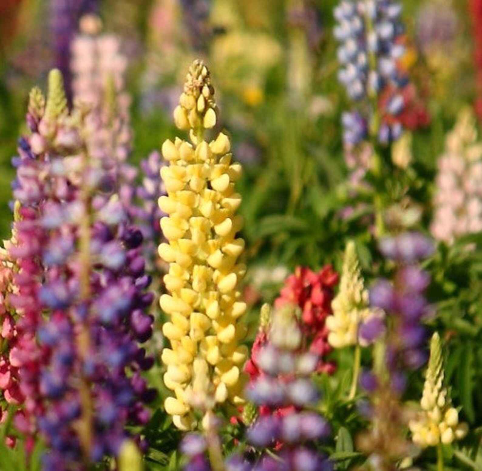 Dwarf Yellow Lupine Lupin Seeds Lupinus Polyphyllus | Etsy