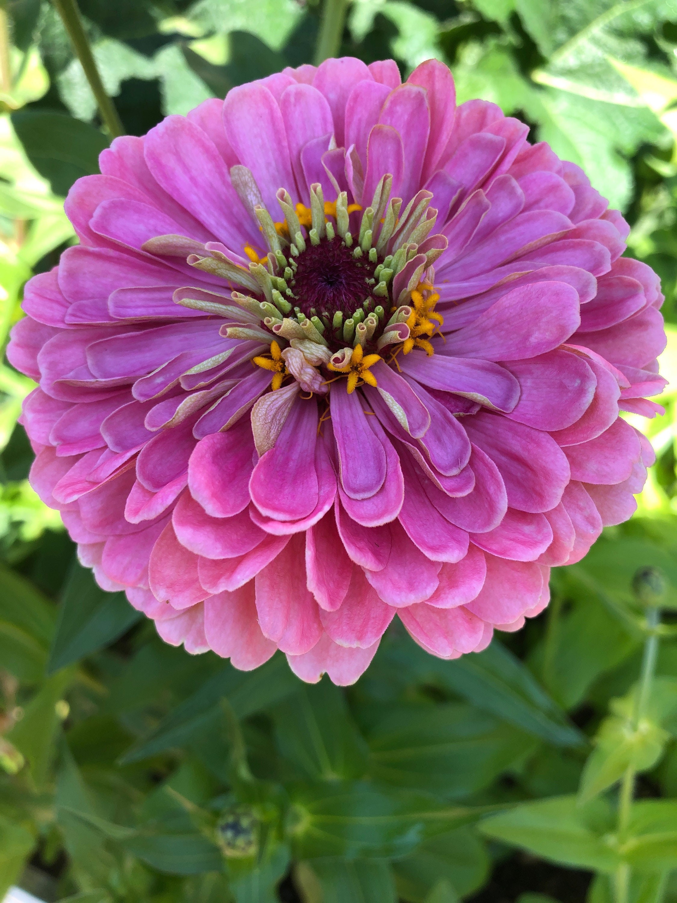 Monster Sized Pink flamingo Zinnia Seeds | Etsy