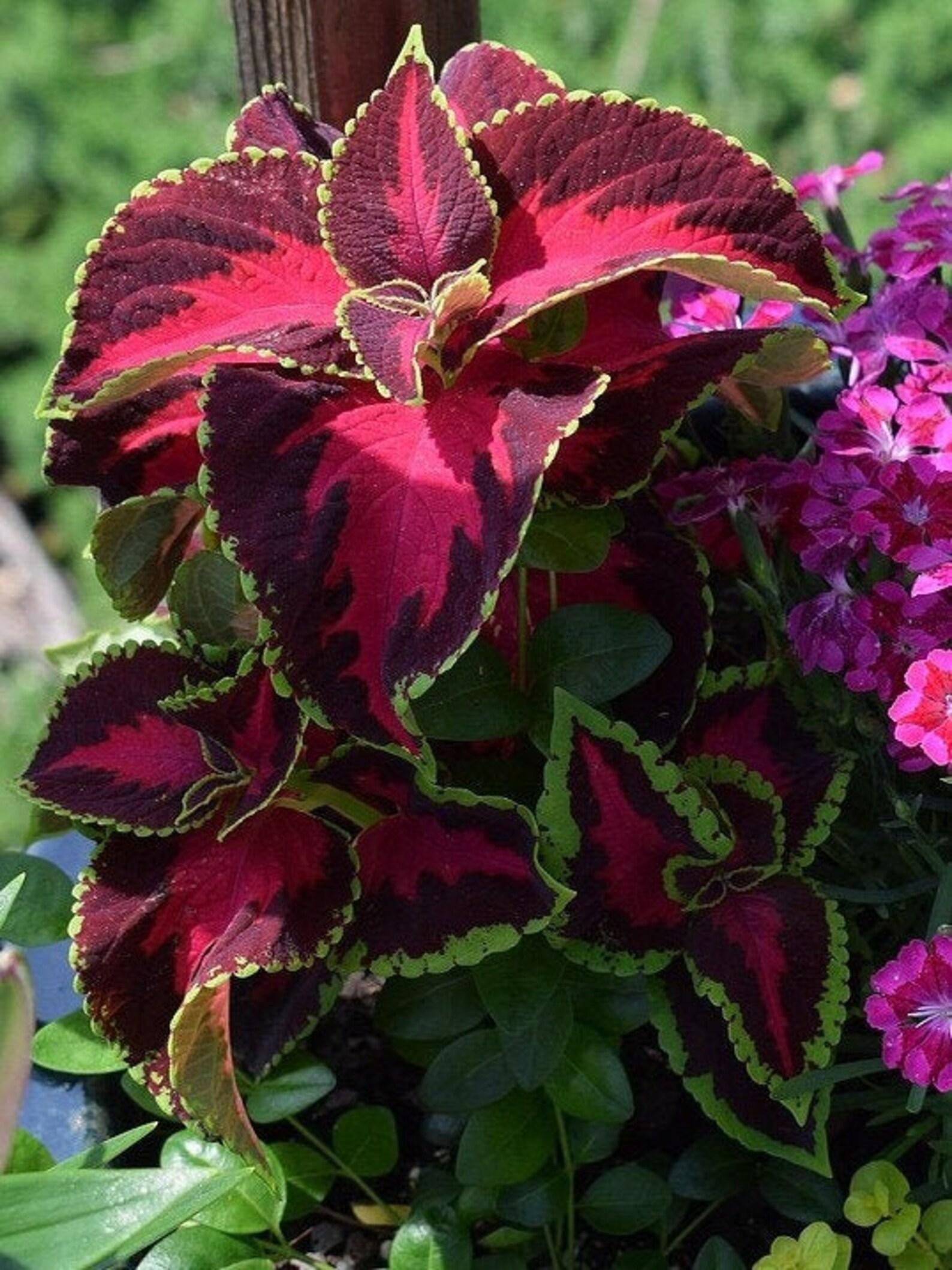 Stunning Red Huge Coleus Seeds Solenostemon Scutellarioides Yellow ...
