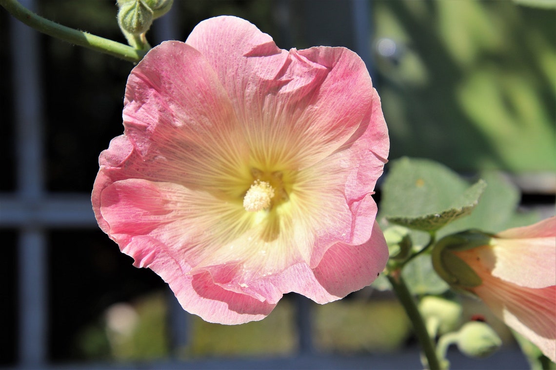 New Beautiful Hollyhock Mix of Colors inner Glow - Etsy