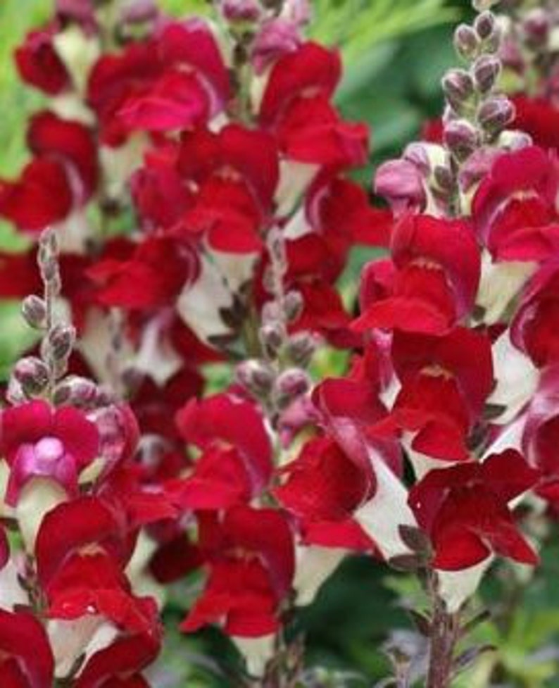 Stunning Snapdragon SEEDS Night and Day Red Burgandy and - Etsy Denmark
