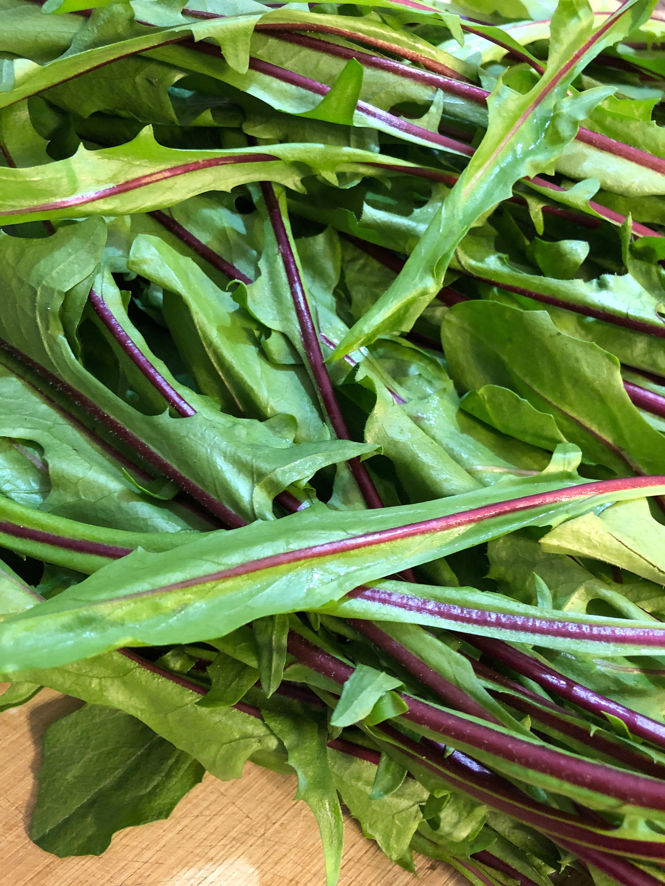 Dandelion Greens (RED) - SEEDS - Delicious Healthy Nutrient Dense ...