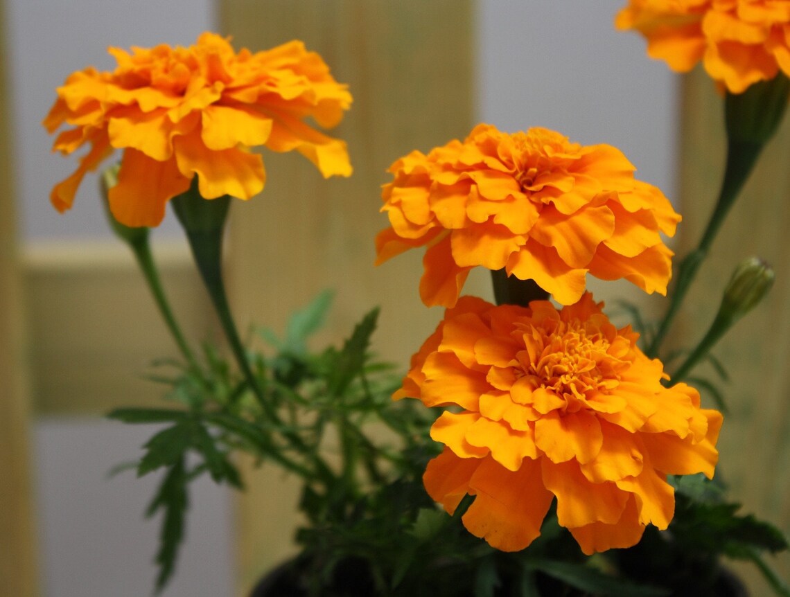 New Marigold Seeds Megamix Color Mix Fast Free - Etsy