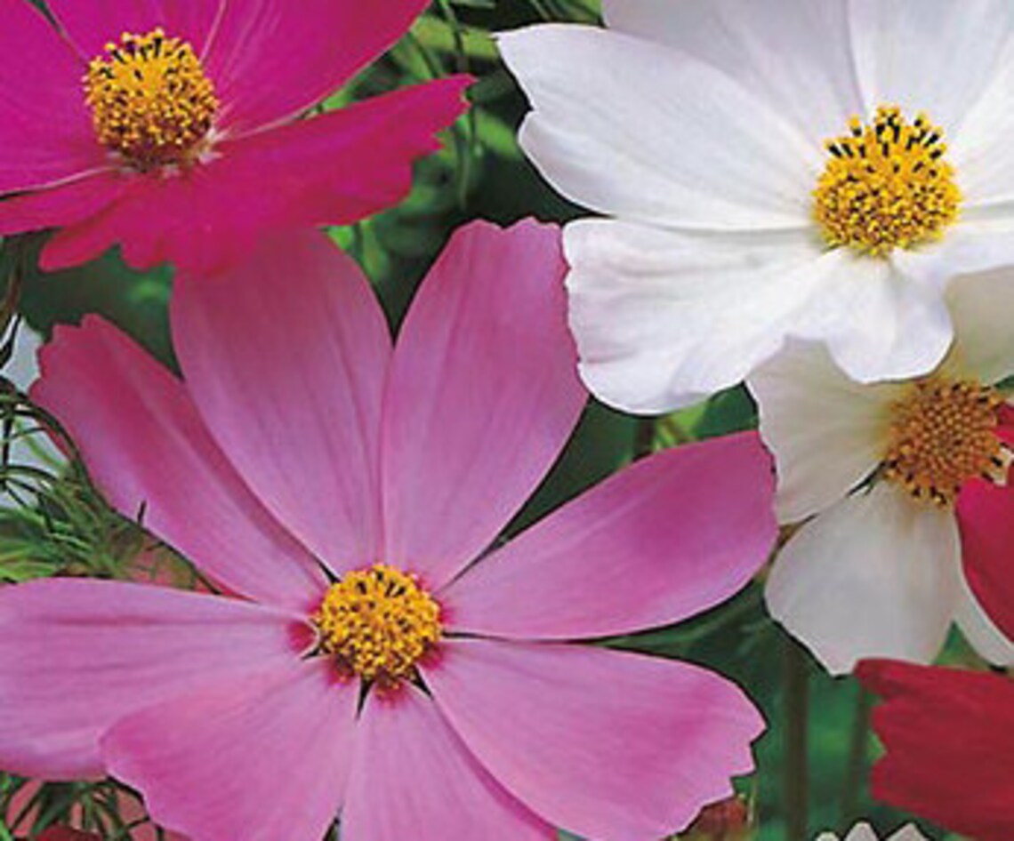 Lovely Heirloom Cosmos Mixed Color Seeds FREE SHIPPING Old - Etsy