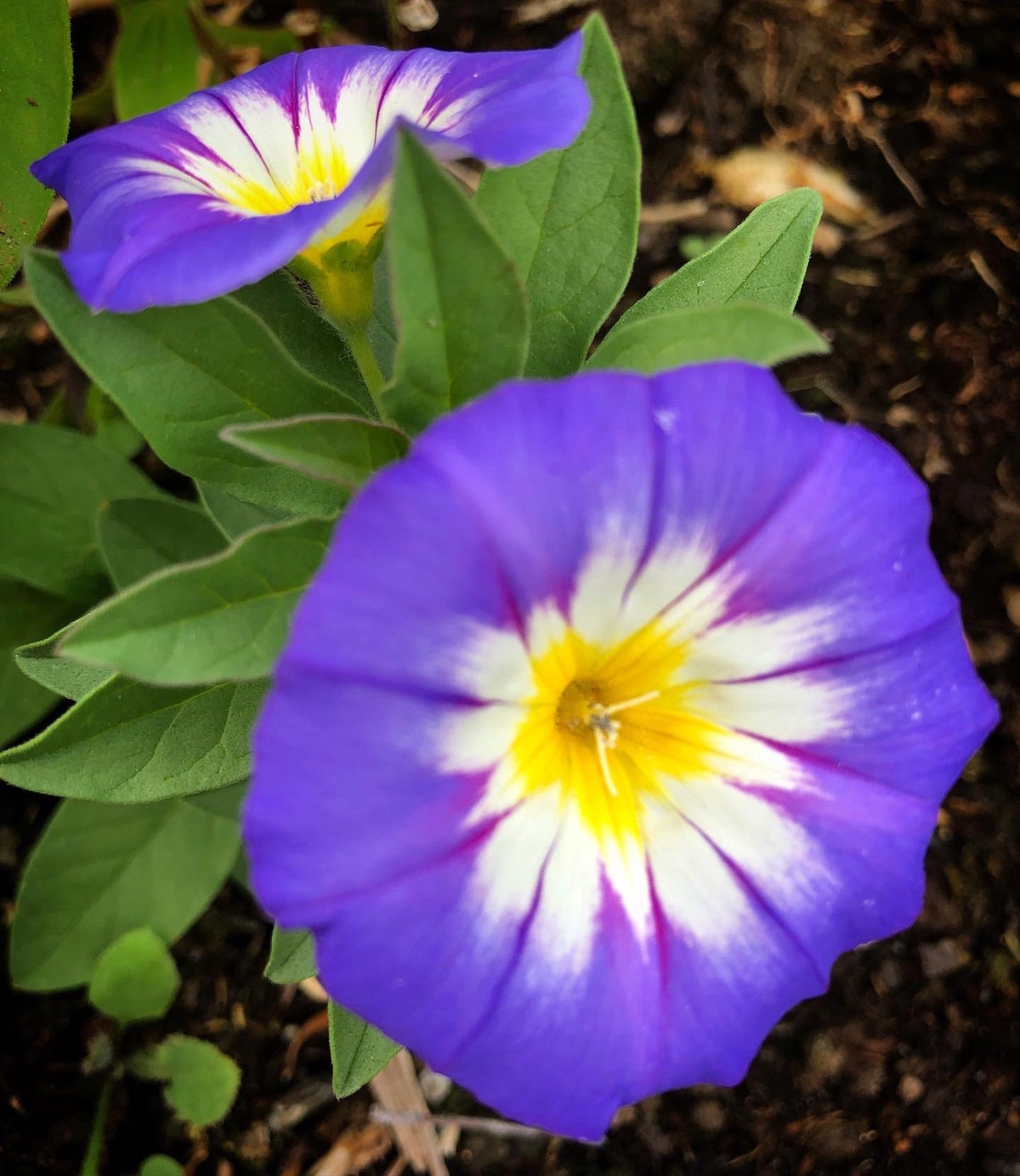 Convolvulus Blue Enchantment SEEDS 10 Seeds | Etsy