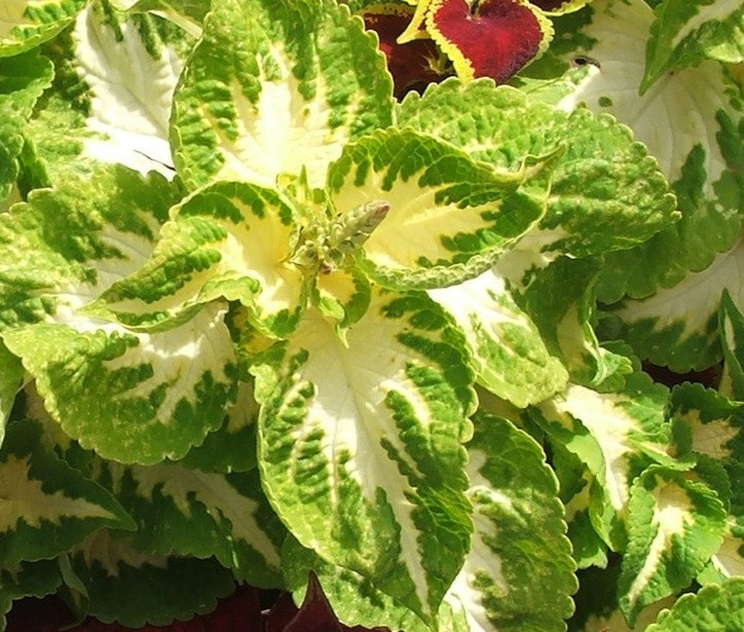Jade Green Coleus Seeds - Ivory Variegated Houseplant (20 Seeds) - Etsy