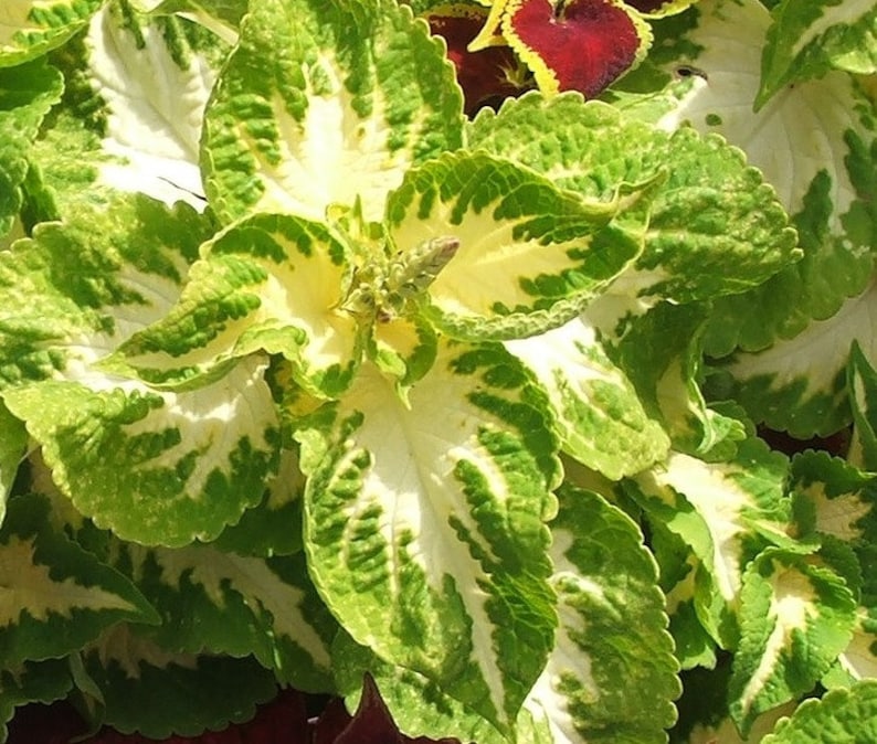 Charming Coleus SEEDS Jade Green and Ivory Houseplant Shade - Etsy