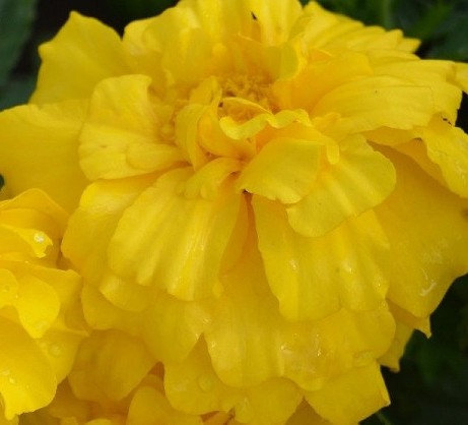 New Marigold Seeds! -- BIG DOUBLE YELLOW Flowers -- Fast Free Shipping ...