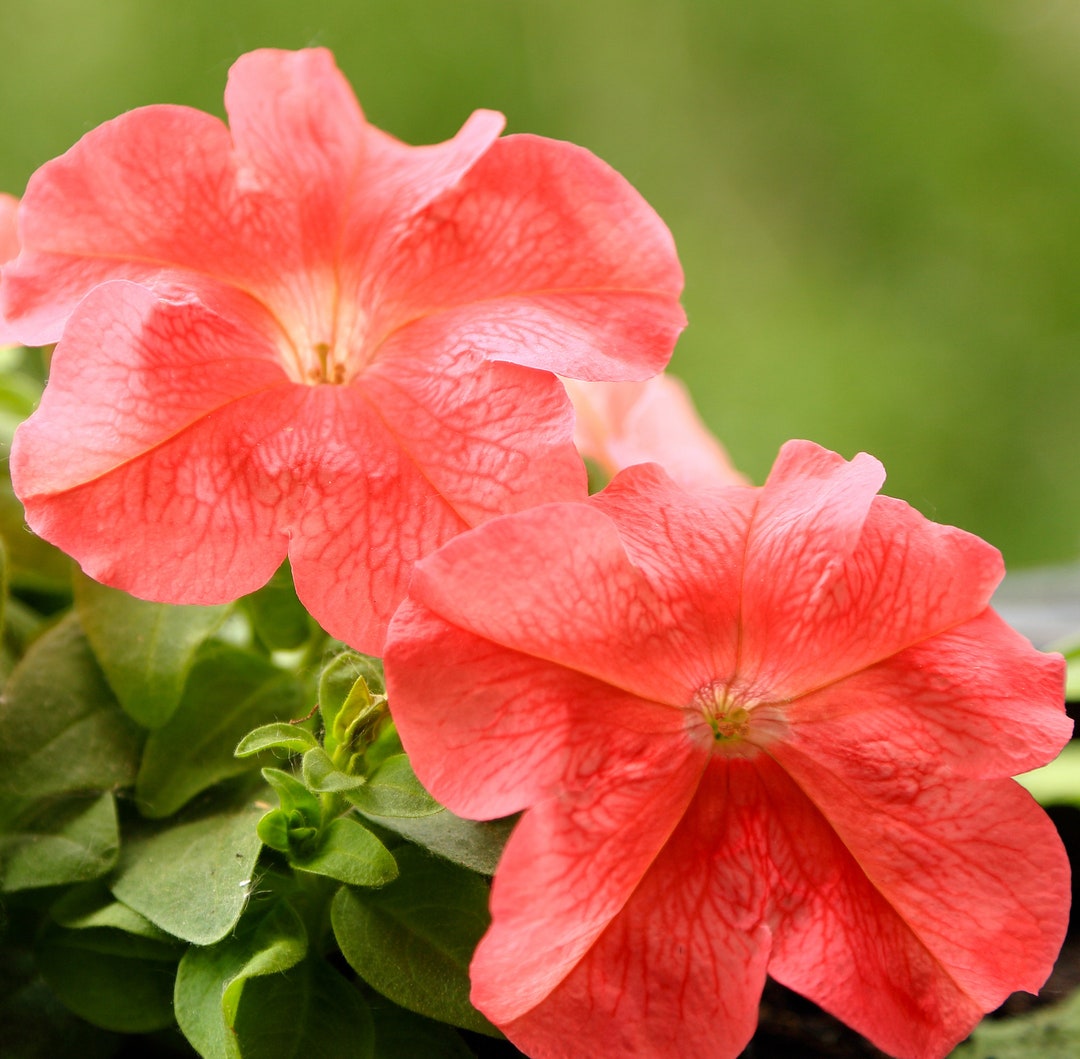Petunia Seeds Dwarf Luminous Coral Pink-orange Colored Petunia Seeds ...