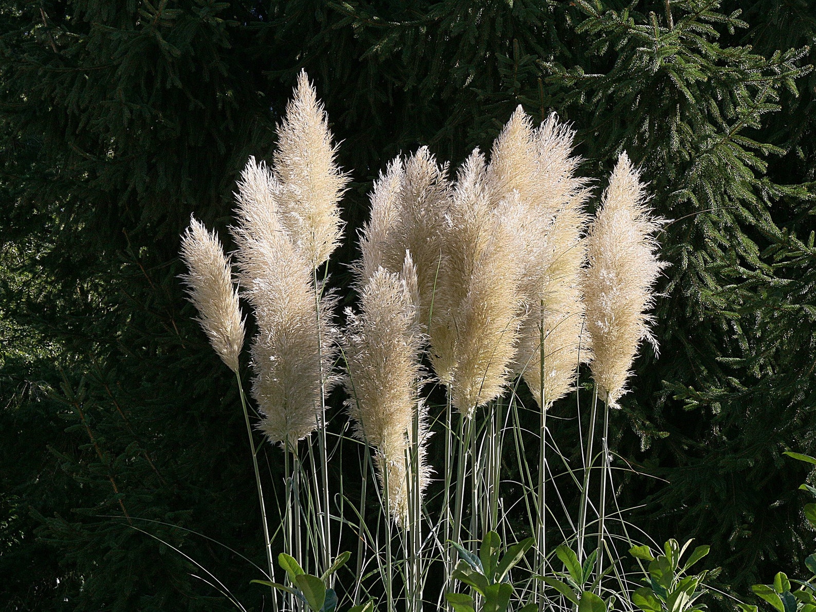 Pampas Grass Seeds – Color Mix, Pink/rose/white Plumes (50 Seeds) - Etsy
