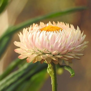 Utterly Delightful Cottage Garden Double Strawflowers mix 40 SEEDS ...