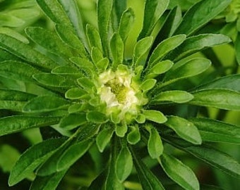 Hulk Aster Seeds - Etsy