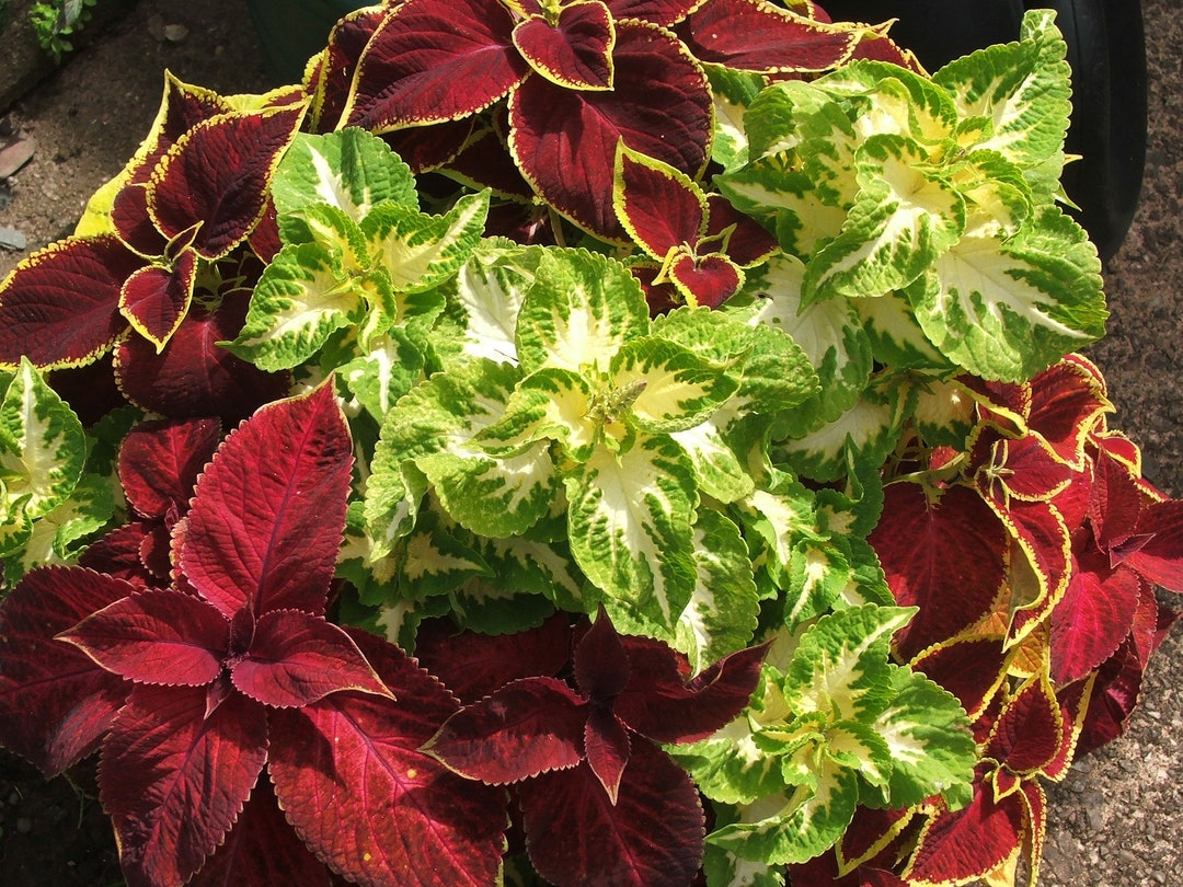 Rainbow Coleus Seed Pellets – Easy Grow, Mixed Colors (20 Seeds) - Etsy