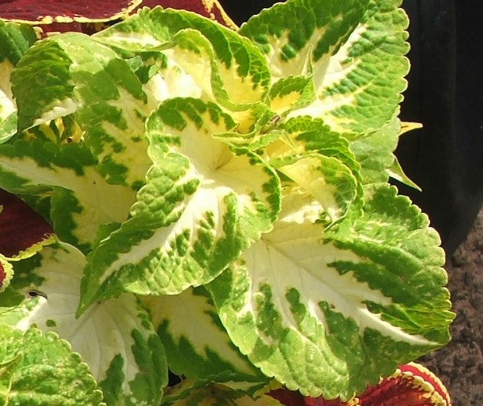 Charming Coleus SEEDS Jade Green and Ivory Houseplant Shade - Etsy