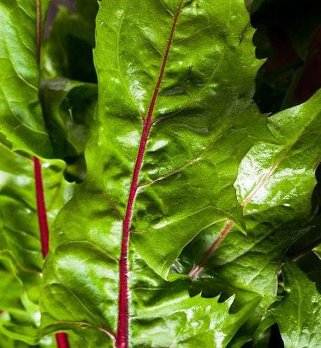 Dandelion Greens (RED) - SEEDS - Delicious Healthy Nutrient Dense ...