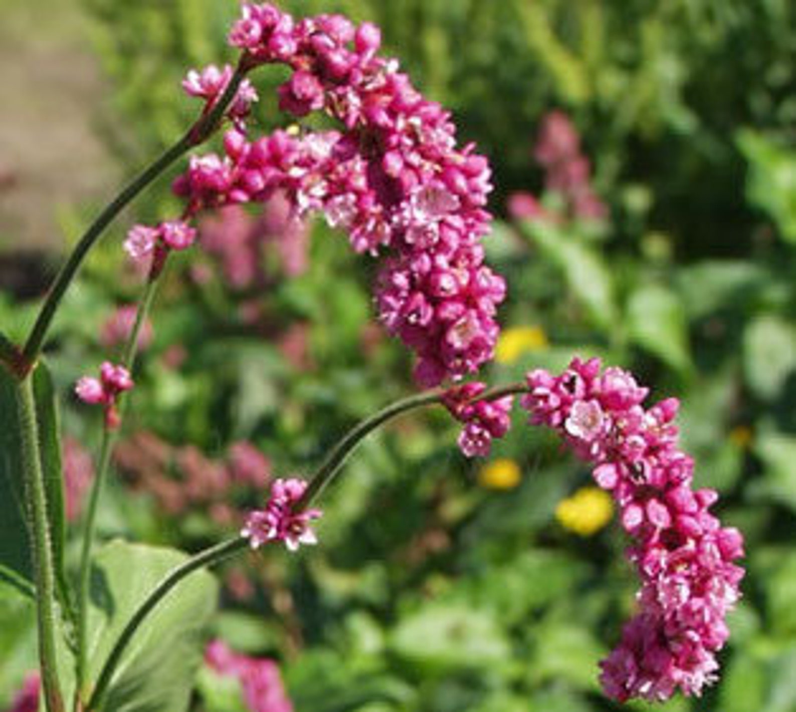 NEW Pink Polygonum Orientale SEEDS Flowers Wildflowers - Etsy