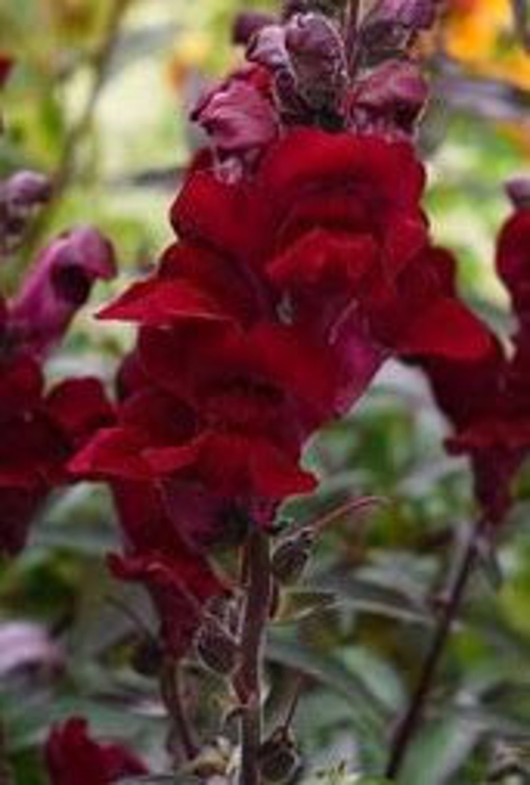Stunning Snapdragon SEEDS -- Black Prince -- Deep Red Burgandy /maroon ...