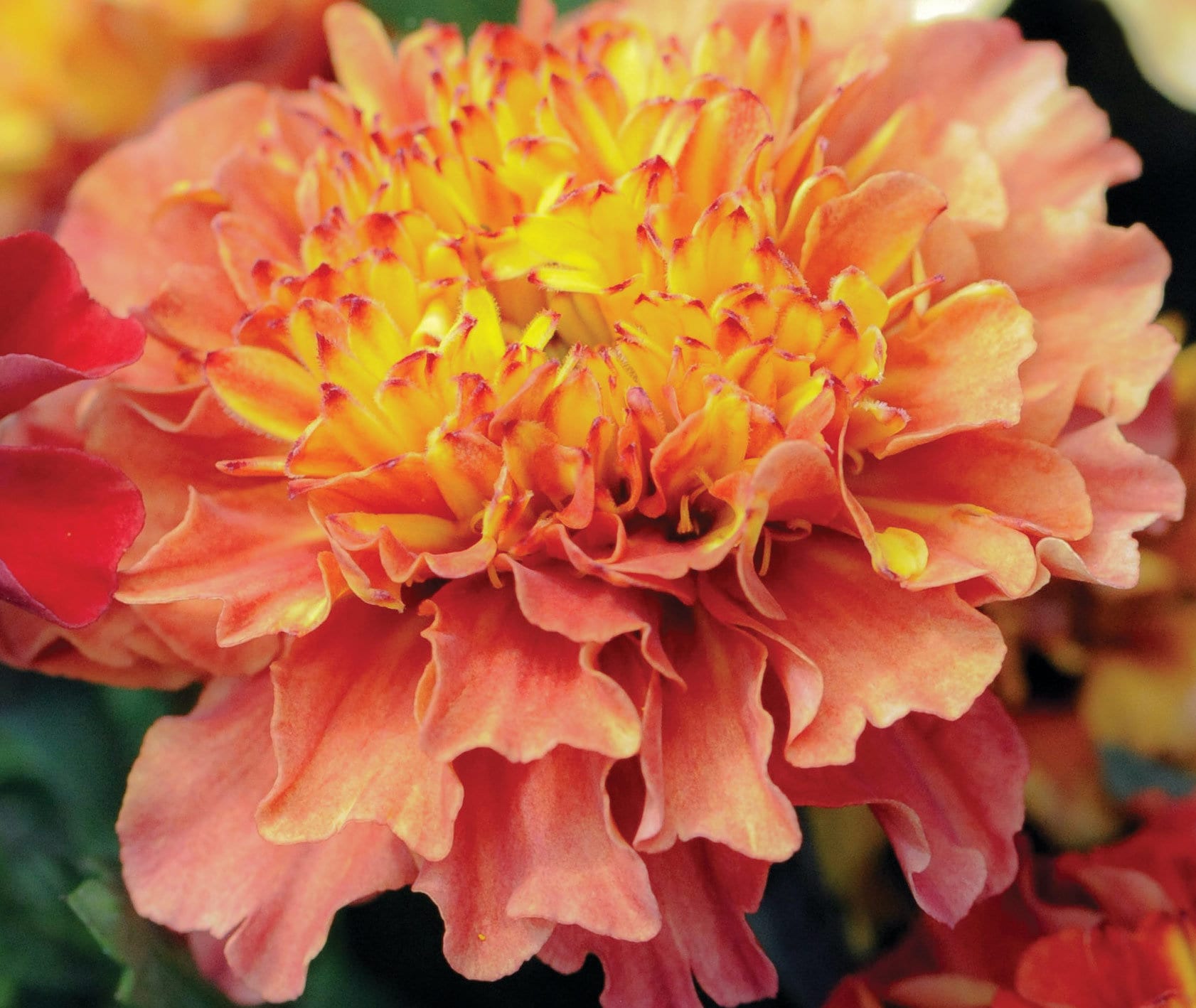 Pink Marigold