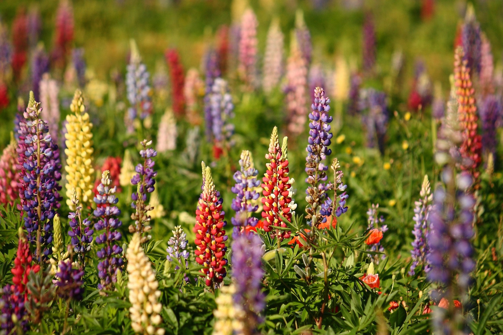 New Lupine Mix Seeds Lupinus Polyphyllus Beautiful - Etsy
