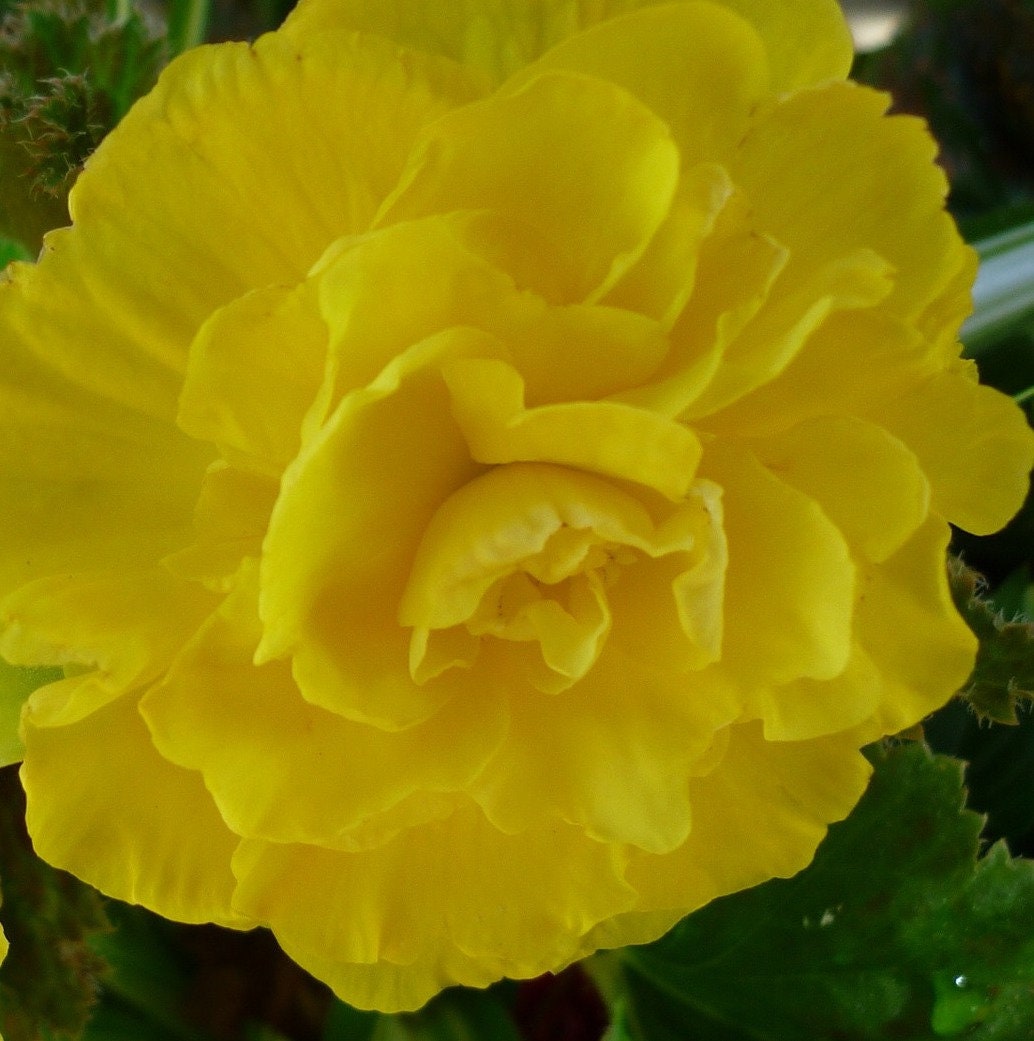 Begonia Double Megamix The Works Color Mix SEEDS | Etsy