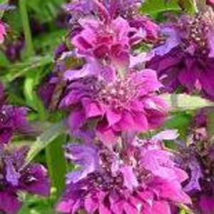 Dwarf Bee Balm Monarda Bergamo SEEDS - Rose-purple Blooms ...