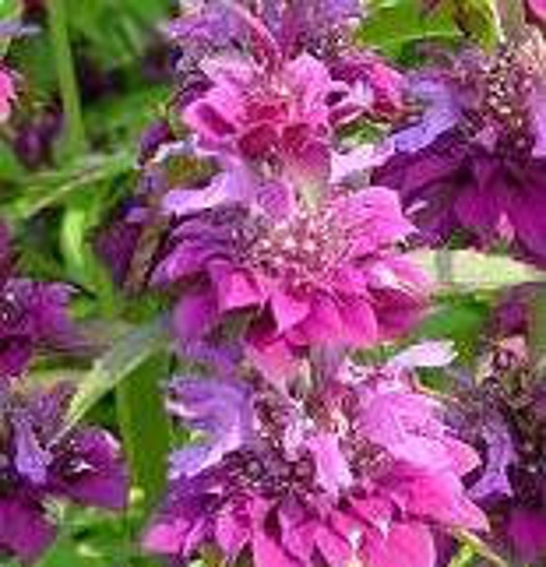 Dwarf Bee Balm Monarda Bergamo SEEDS Rose-purple Blooms | Etsy UK
